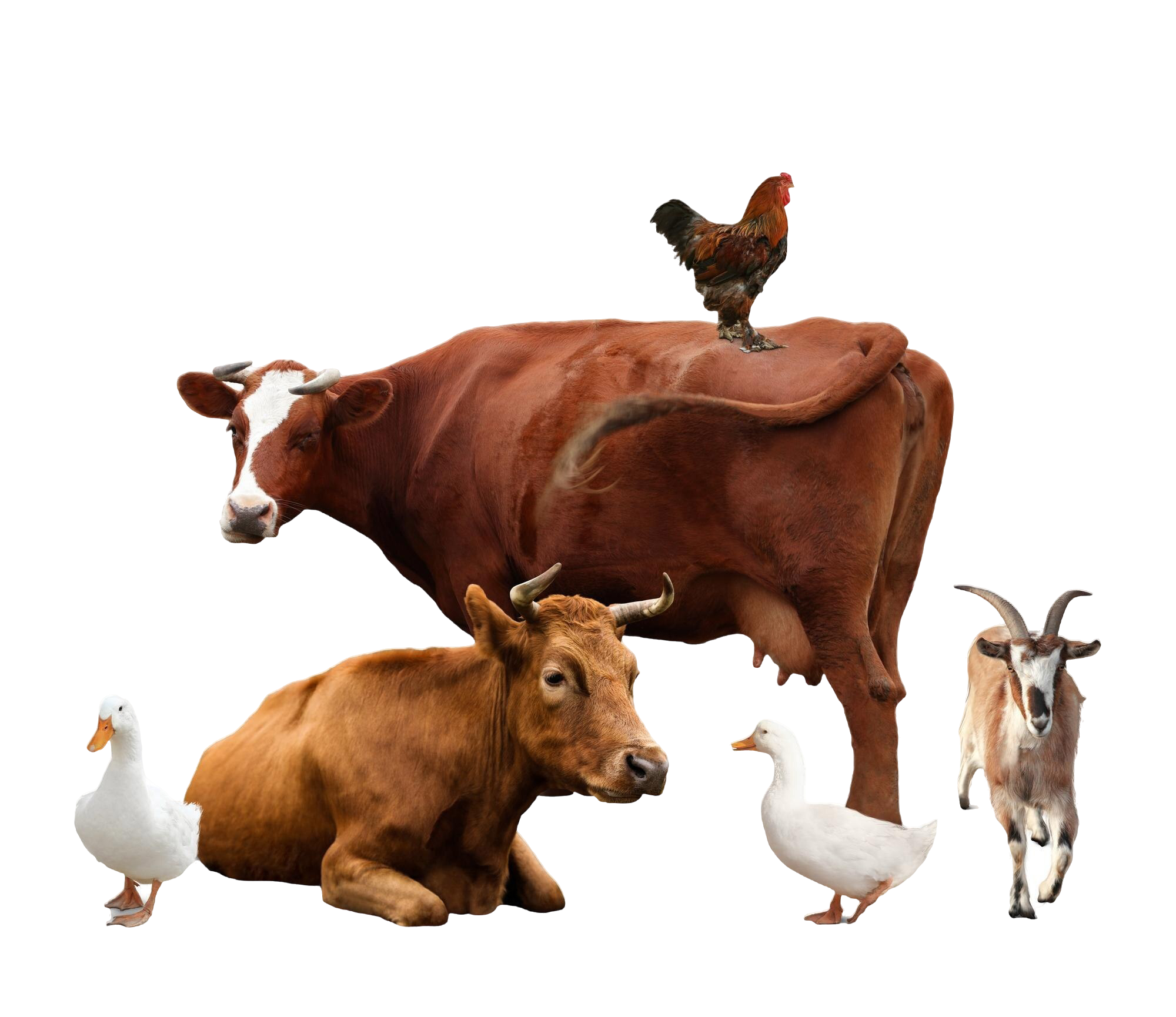 Home - Ufudu Farms